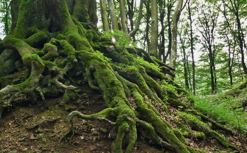 Cei mai bătrâni copaci din lume - Green Report