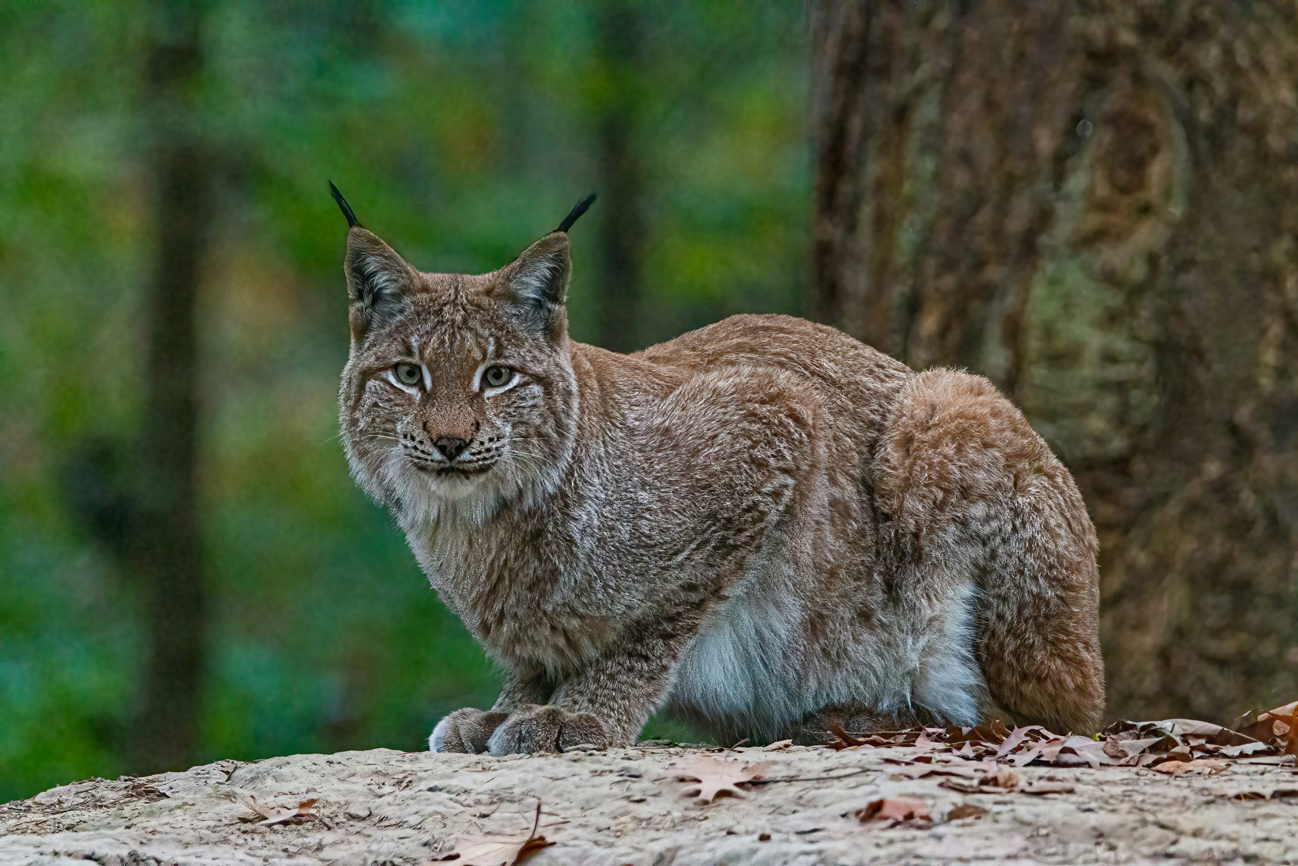 Specii de animale protejate din România